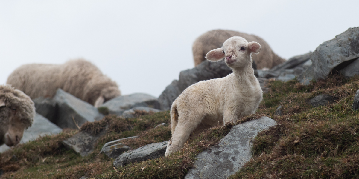 HOW TO CARE FOR YOUR CASHMERE & LAMBSWOOL PIECES – Highland ...